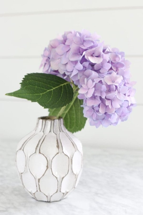How to Revive Droopy Hydrangeas | DIY Playbook