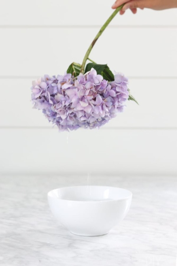 How to Revive Droopy Hydrangeas | DIY Playbook