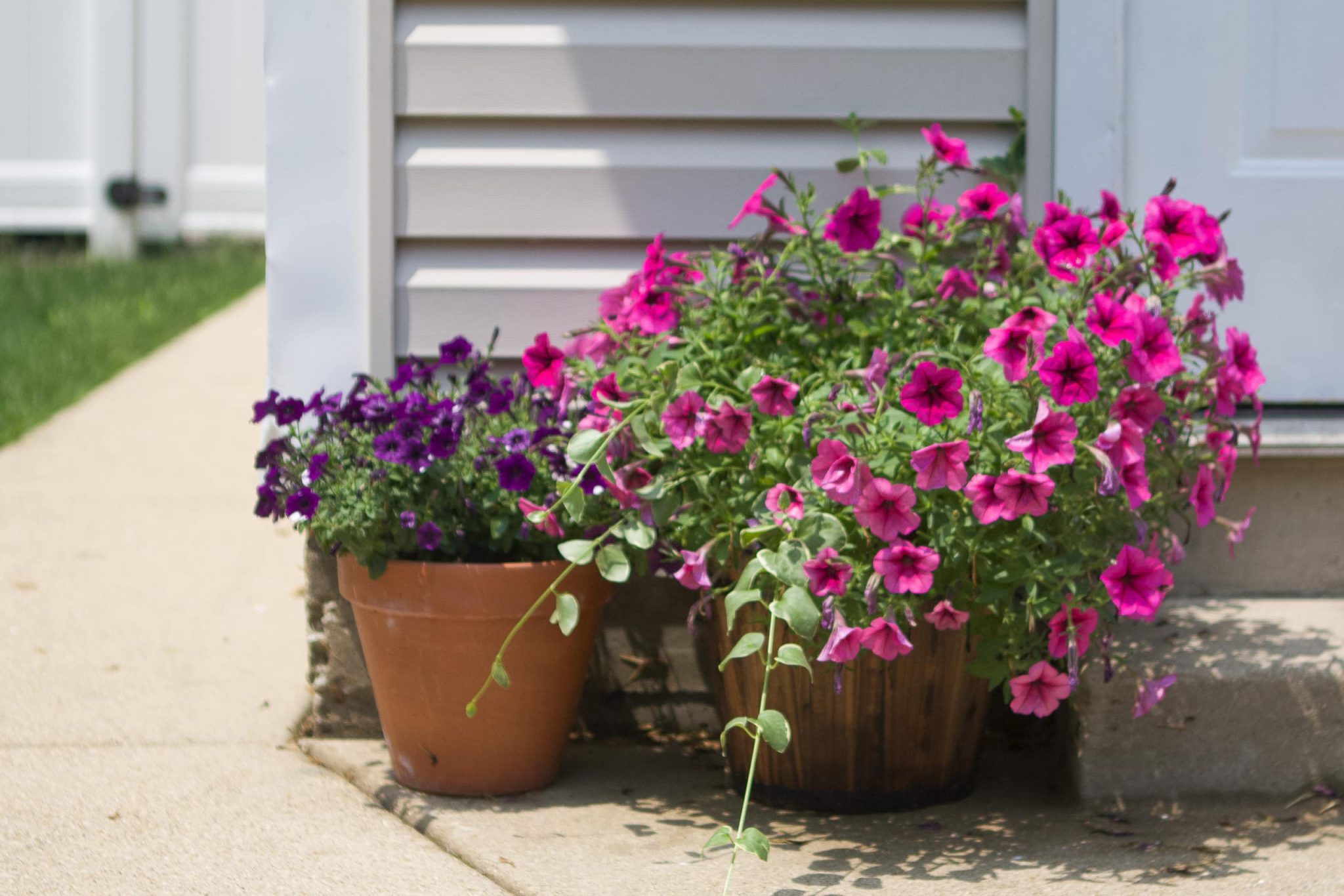 How to Plant Flowers in a Pot or Planter | The DIY Playbook