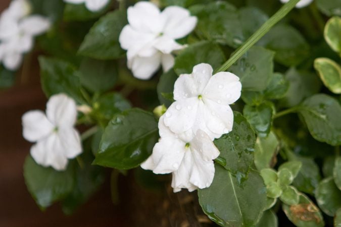 How to Plant Flowers in a Pot or Planter | The DIY Playbook